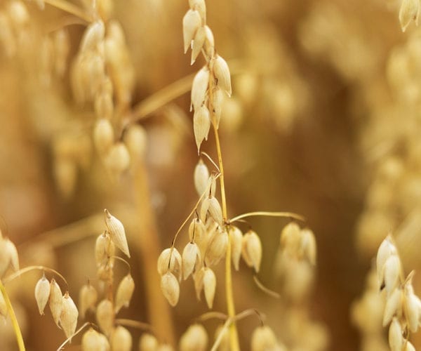 Notes on oats: The different types of oats explained - delicious. magazine