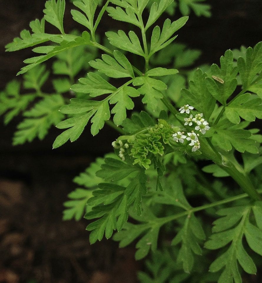 Chervil Leaves