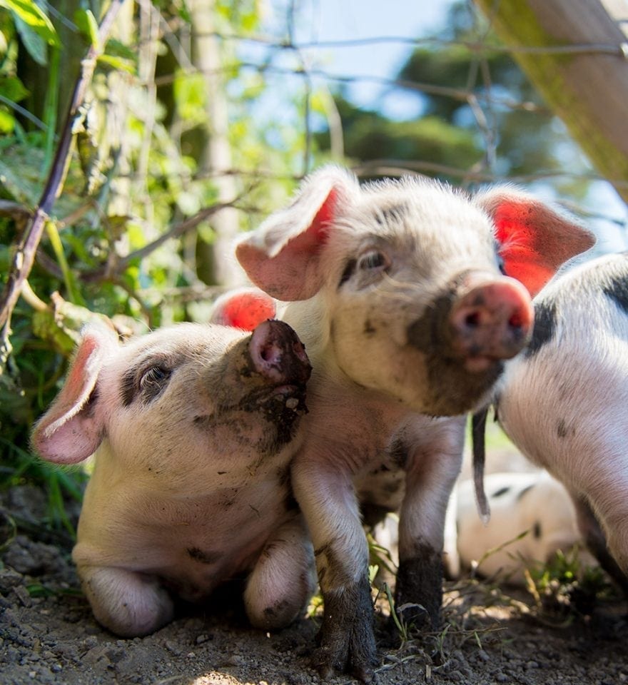 Primrose Herd - delicious. magazine