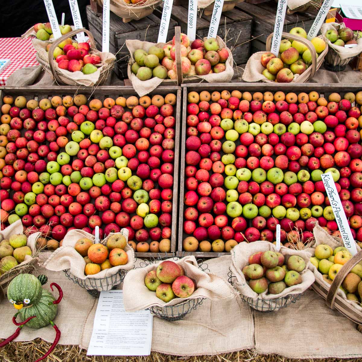 The UK's best apple orchards to visit this autumn - delicious. magazine