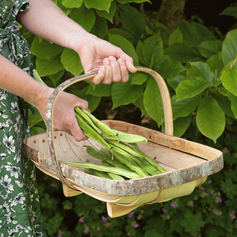 10 of the best runner bean recipes - delicious. magazine